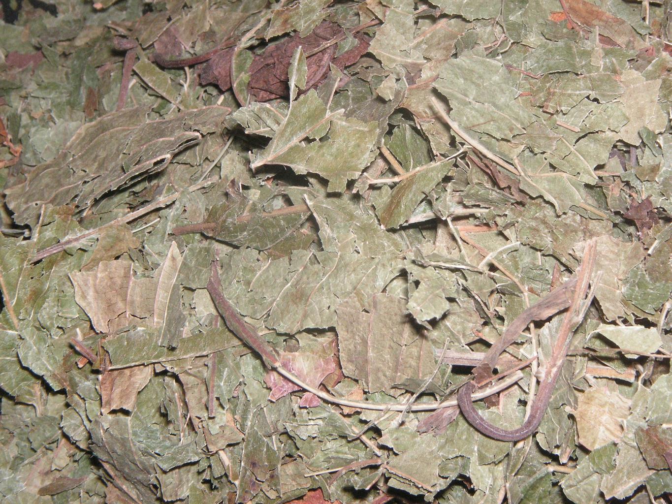 Legal Highs Guru Kratom Extracts Guide - Legal Highs Guru